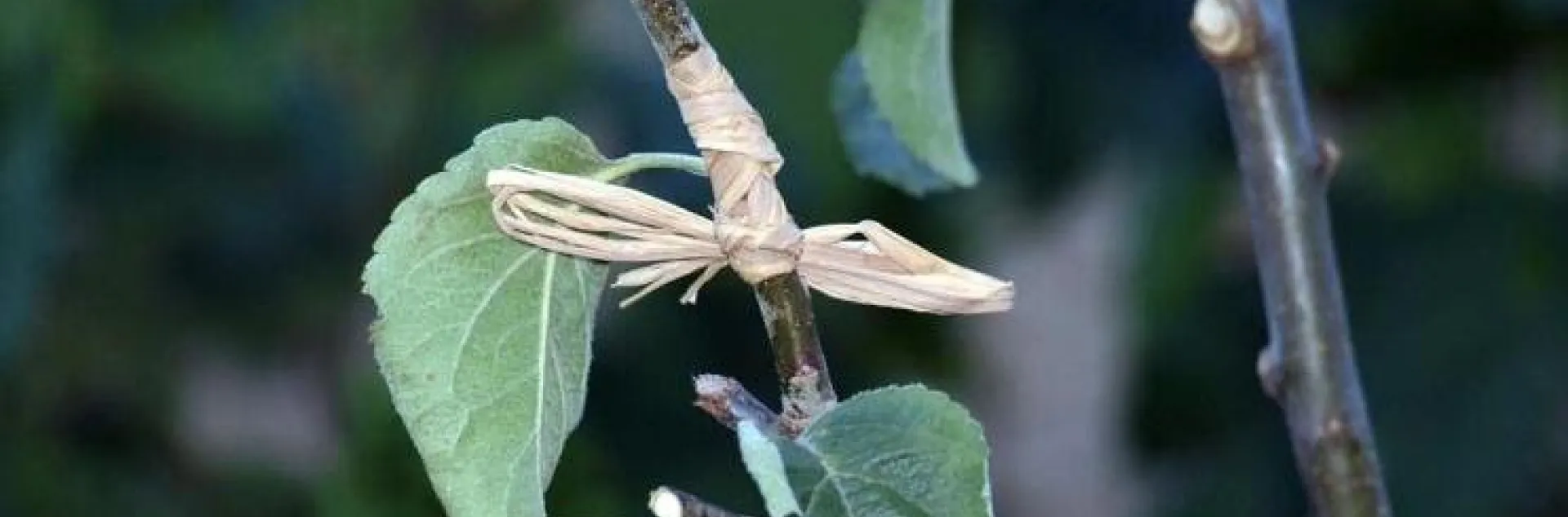 Hands-on Workshop: An Introduction to Fruit Tree Grafting - San Jose | UC Master Gardeners of ...